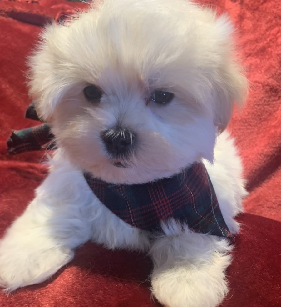 Maltese Puppy
